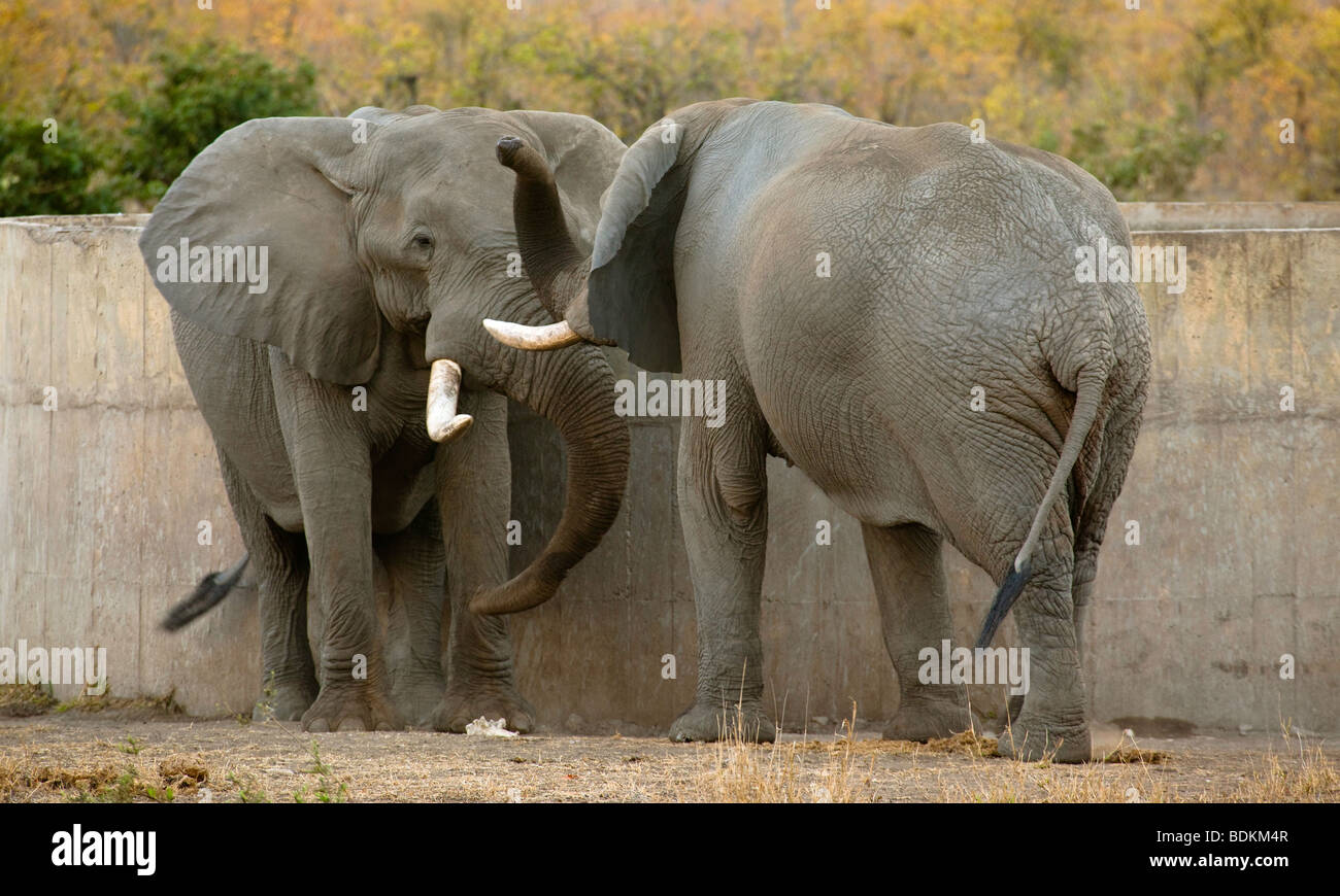 Elephant bulls fight hi-res stock photography and images - Alamy