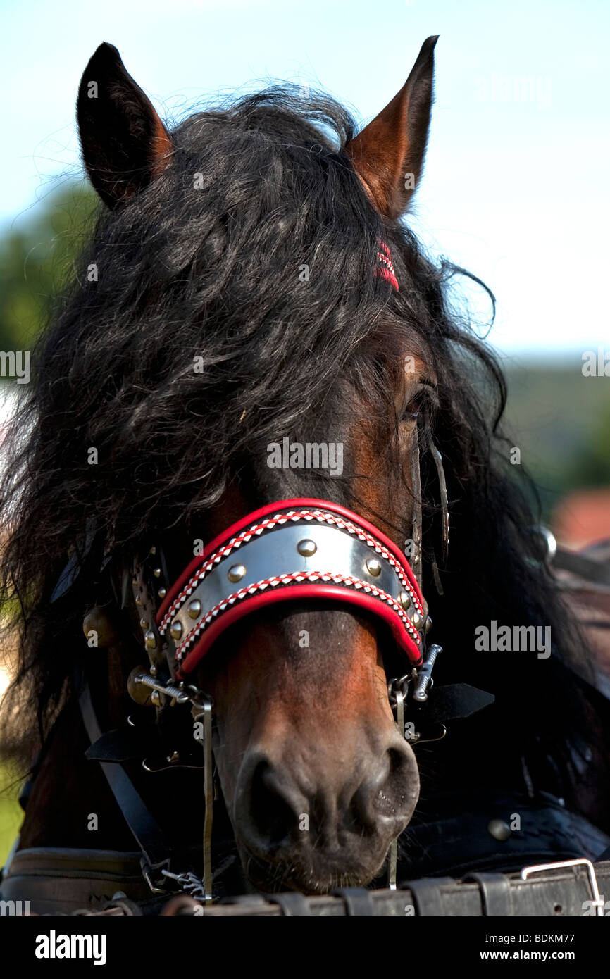 Noriker High Resolution Stock Photography and Images - Alamy