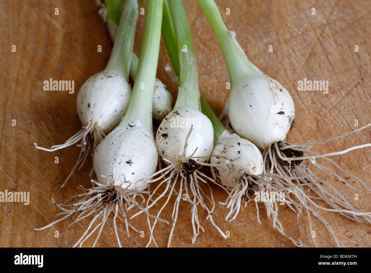 Homegrown Spring Onions Stock Photo - Alamy