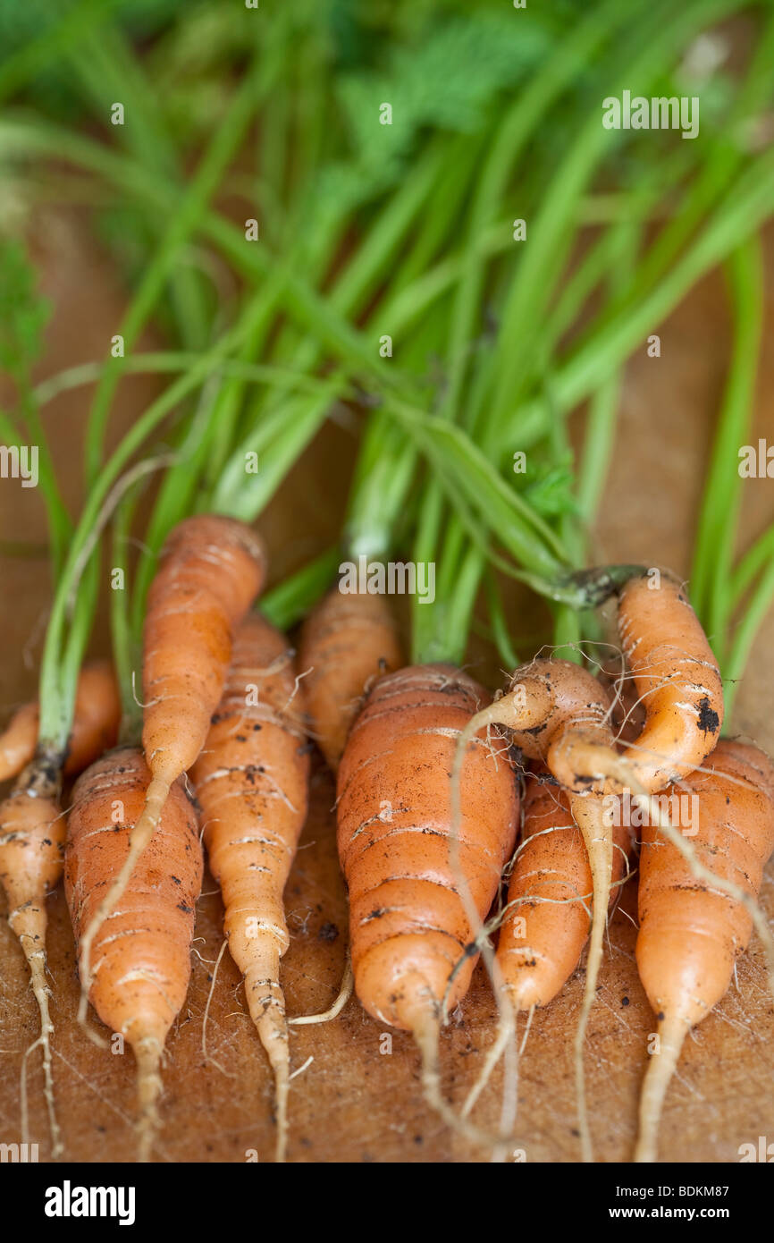 Homegrown baby carrots Stock Photo - Alamy