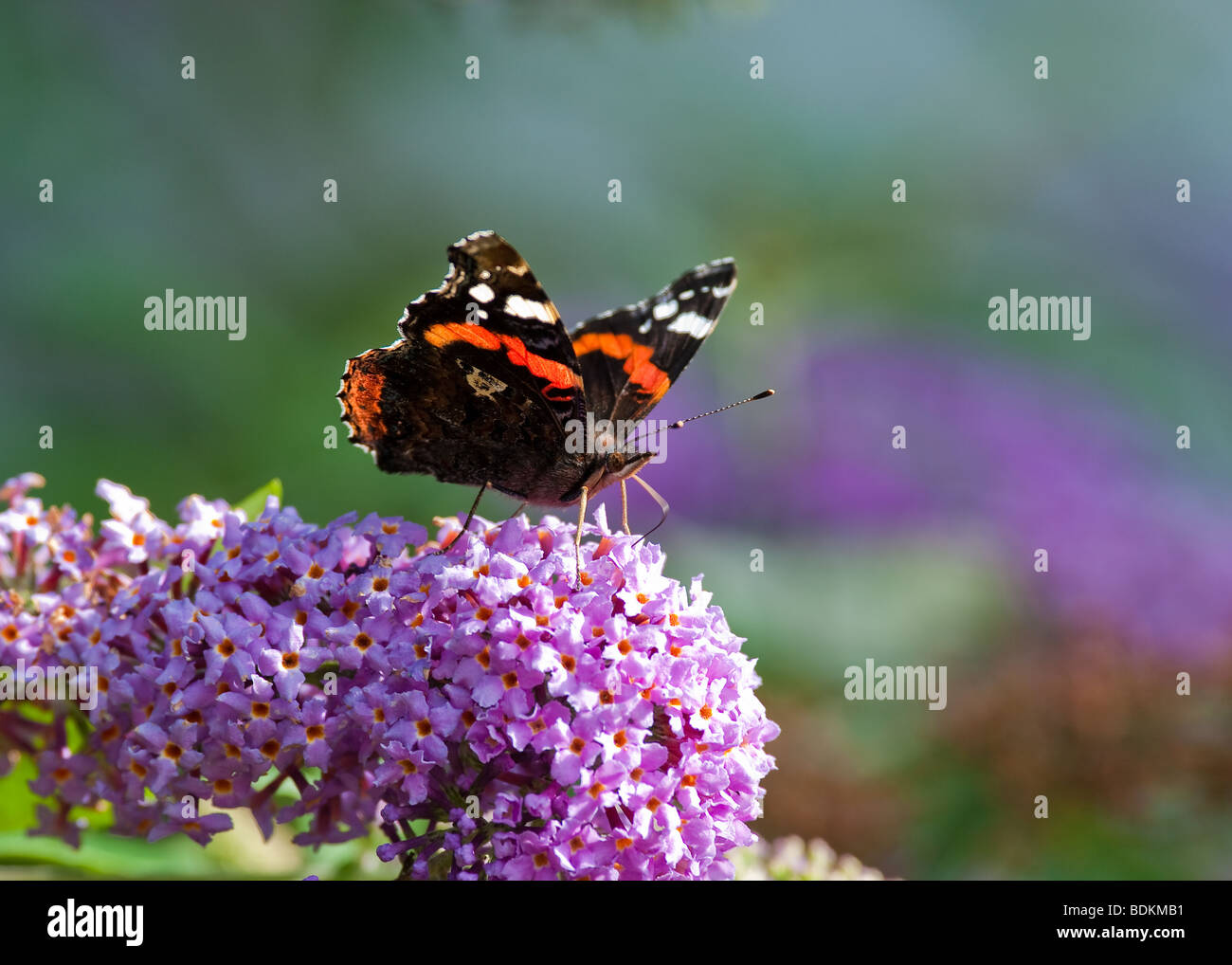 British red admiral butterfly hi-res stock photography and images - Alamy