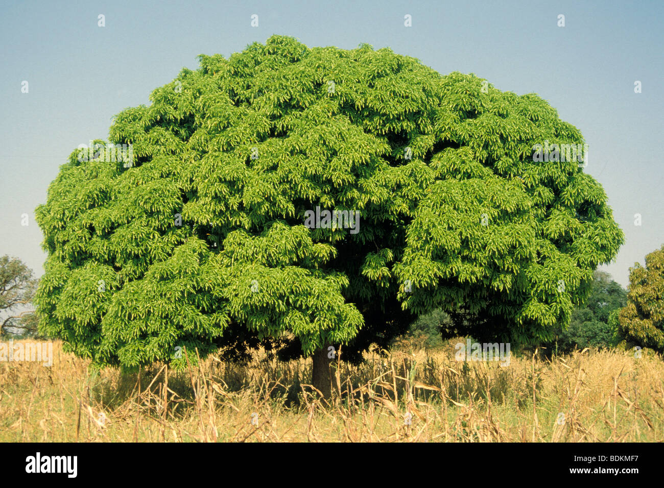 ghana, surrounding of accra, tree Stock Photo - Alamy