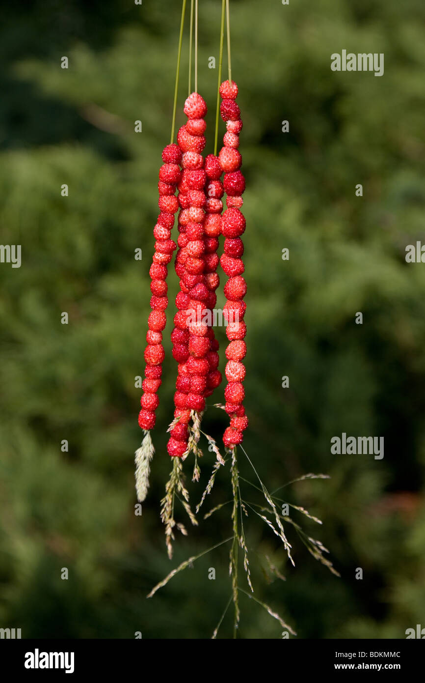 Wild strawberries hi-res stock photography and images - Alamy