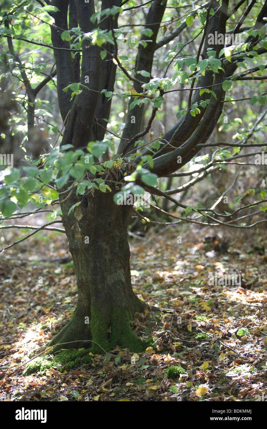 a hornbeam pollard probably used as an old boundary marker . Rye, East ...