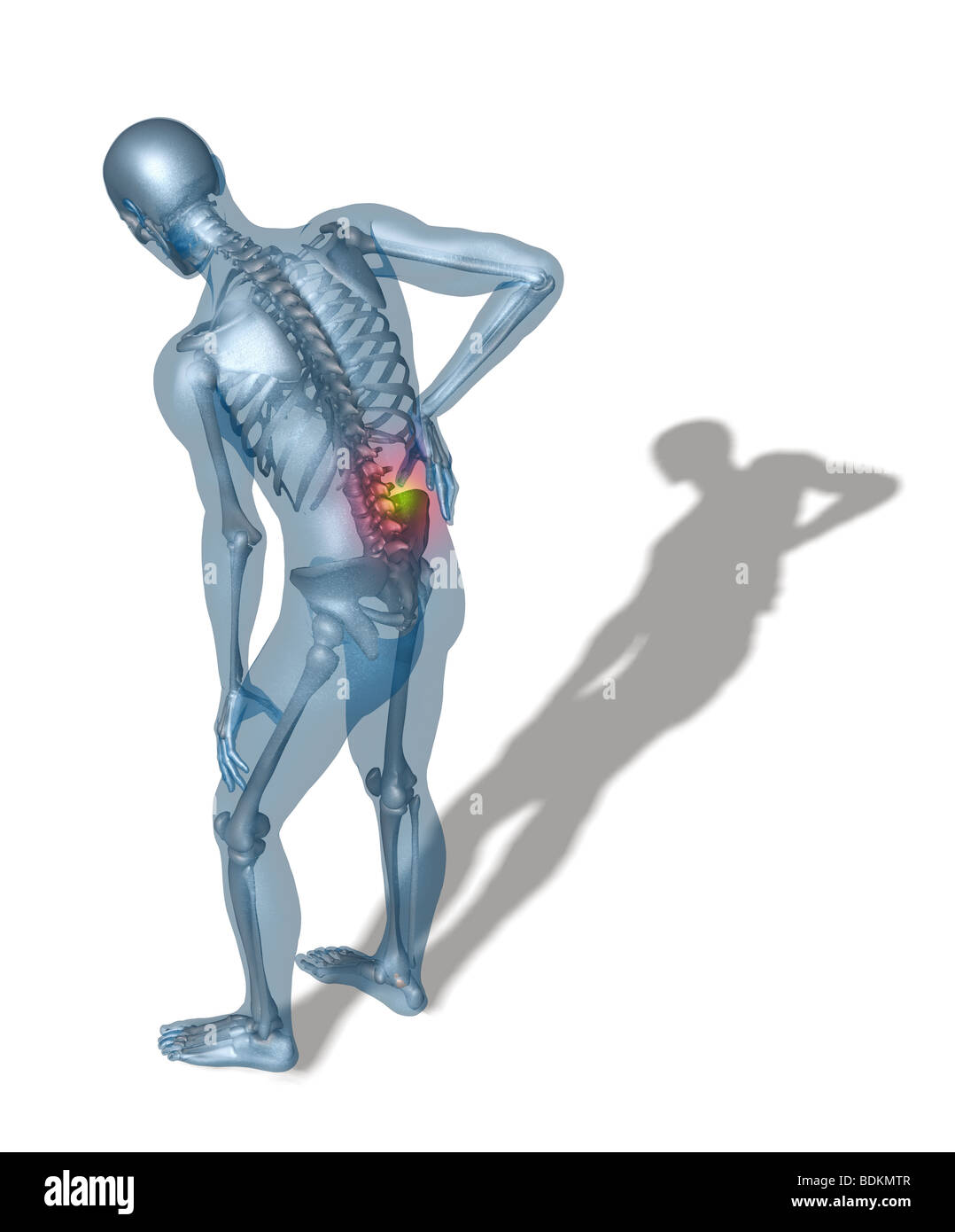 human anatomy illustration showing Stock Photo - Alamy