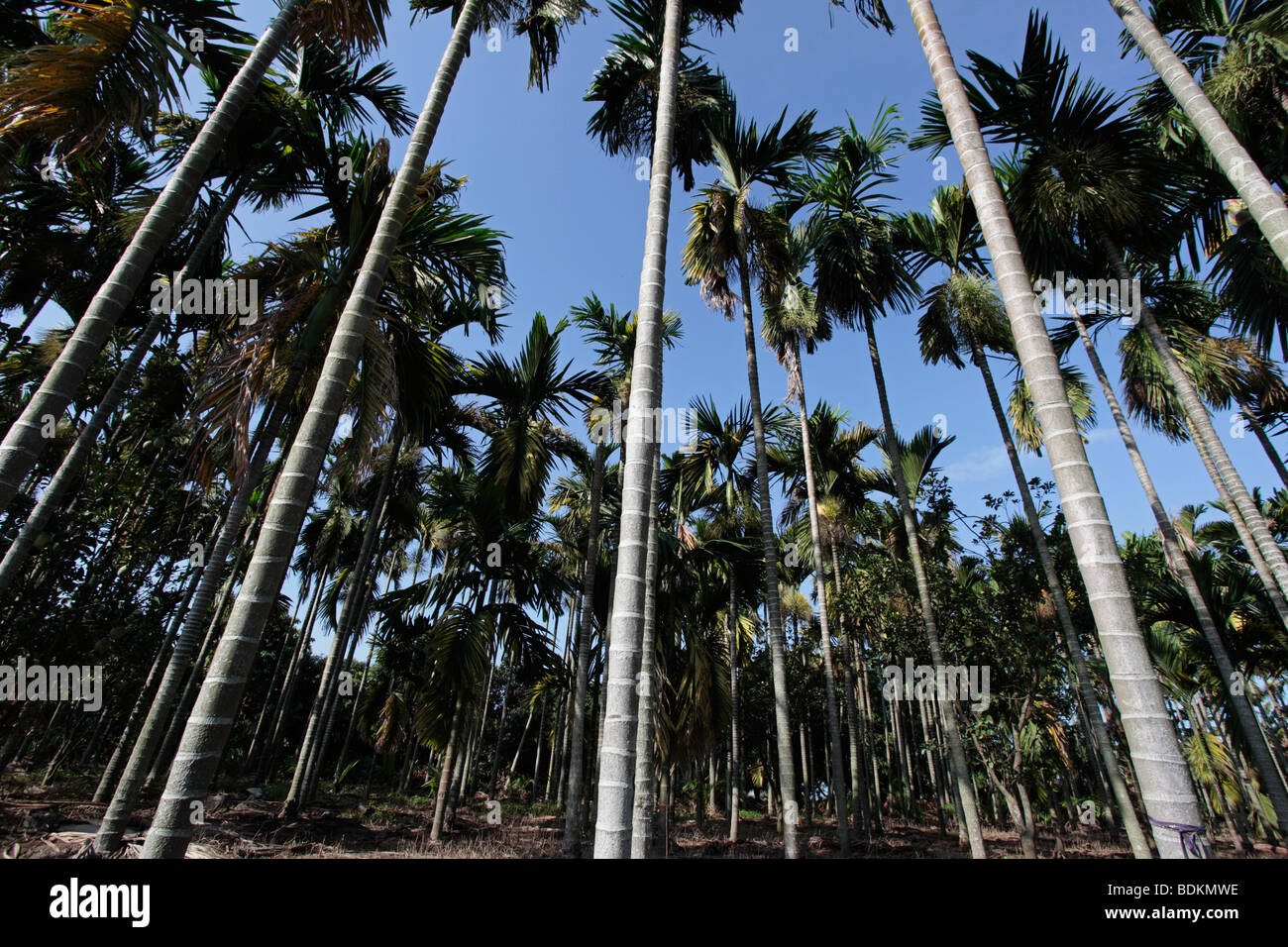Betel nut trees grow in field Stock Photo - Alamy