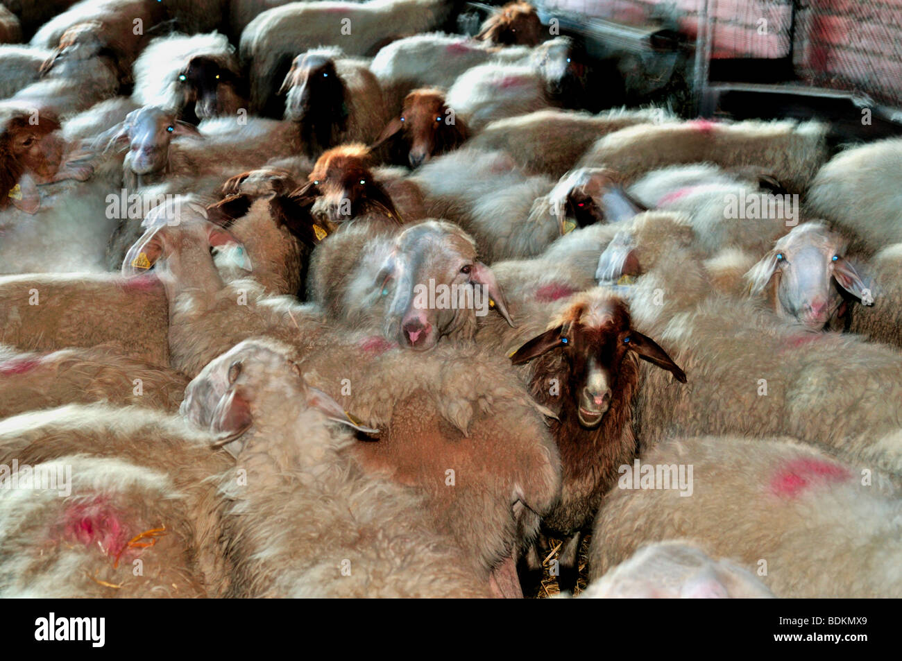 Meseta spain sheep hi-res stock photography and images - Alamy