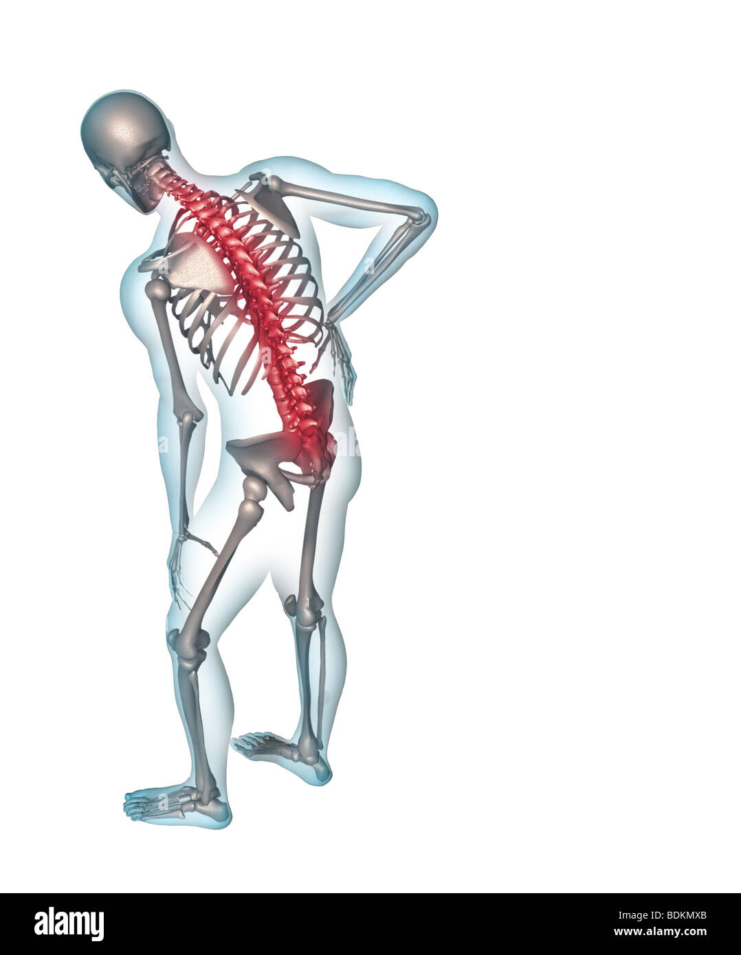 human anatomy illustration showing Stock Photo - Alamy