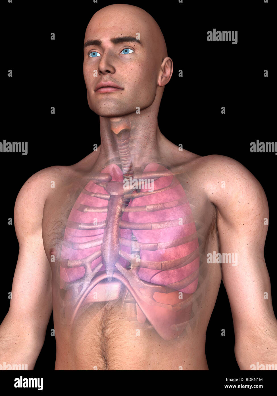 human anatomy illustration showing Stock Photo - Alamy
