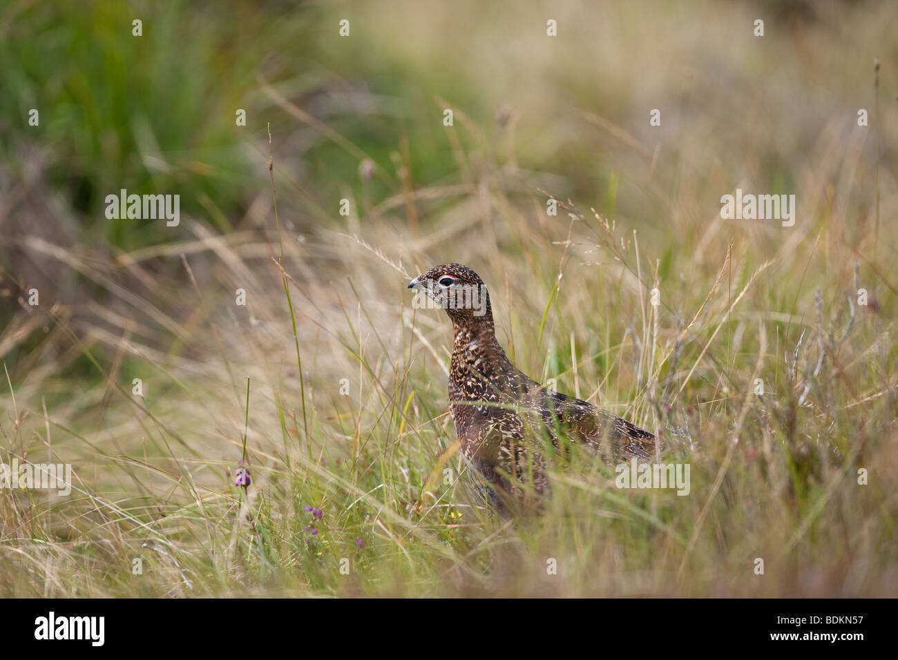 Scottish grouse moor hi-res stock photography and images - Alamy