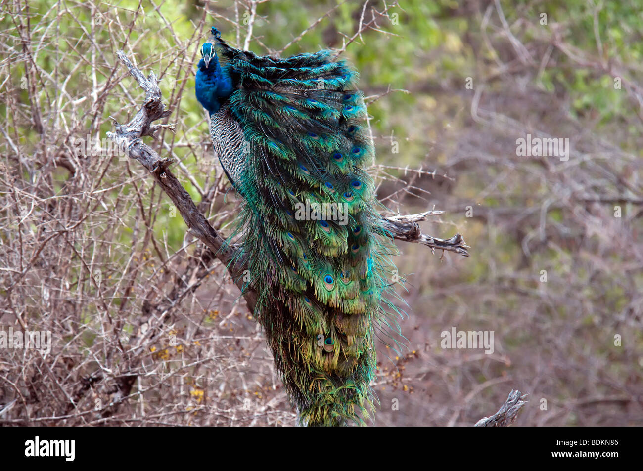 Indian Peafowl, Pavo cristatus Peacock preening feathers ruffles as ...
