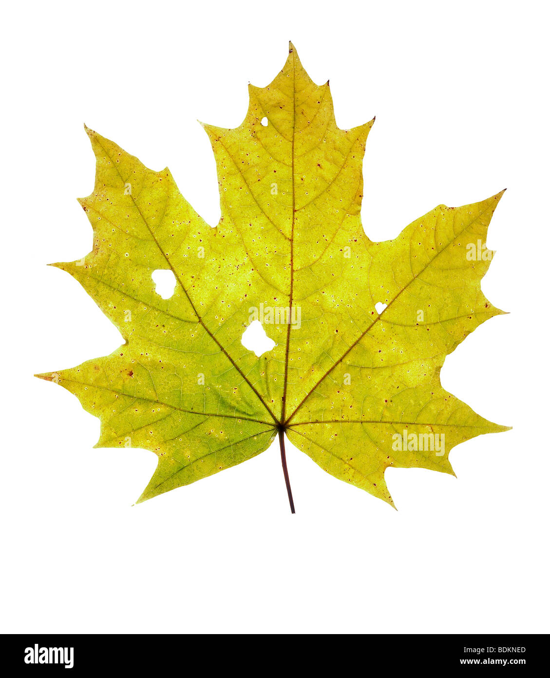 Fall maple leaf colors hi-res stock photography and images - Alamy