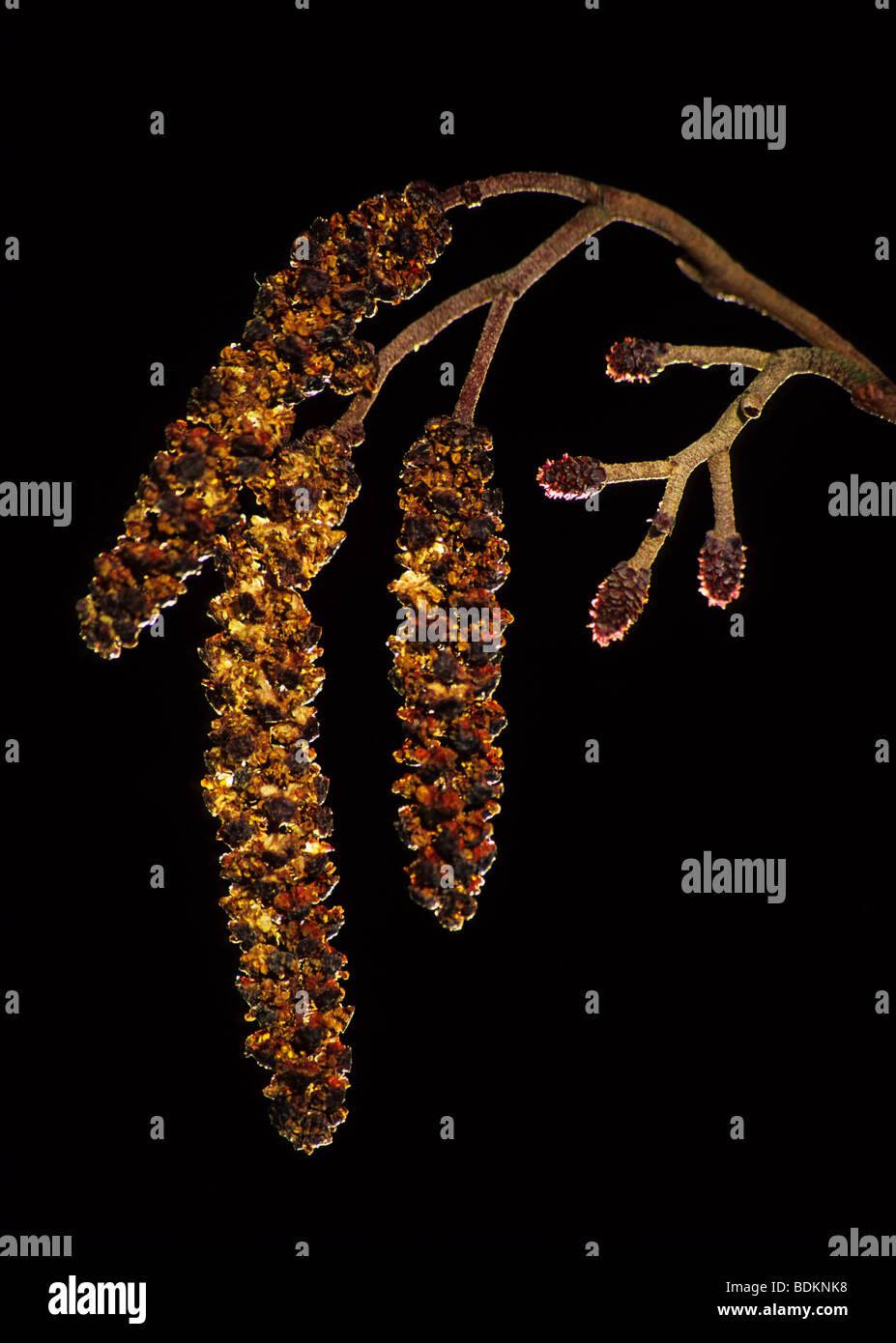 Alder catkins Alnus Glutinosa Stock Photo - Alamy
