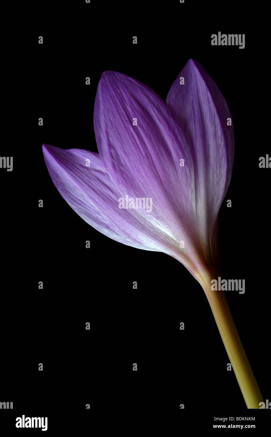 Purple Autumn Crocus (colchicum Stock Photo - Alamy