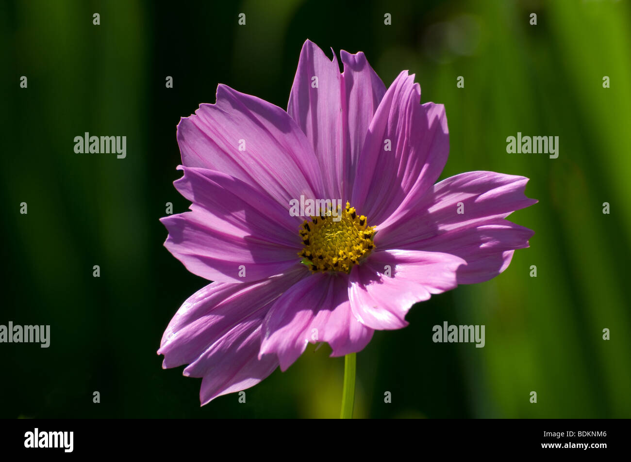 Sun dappled hi-res stock photography and images - Alamy