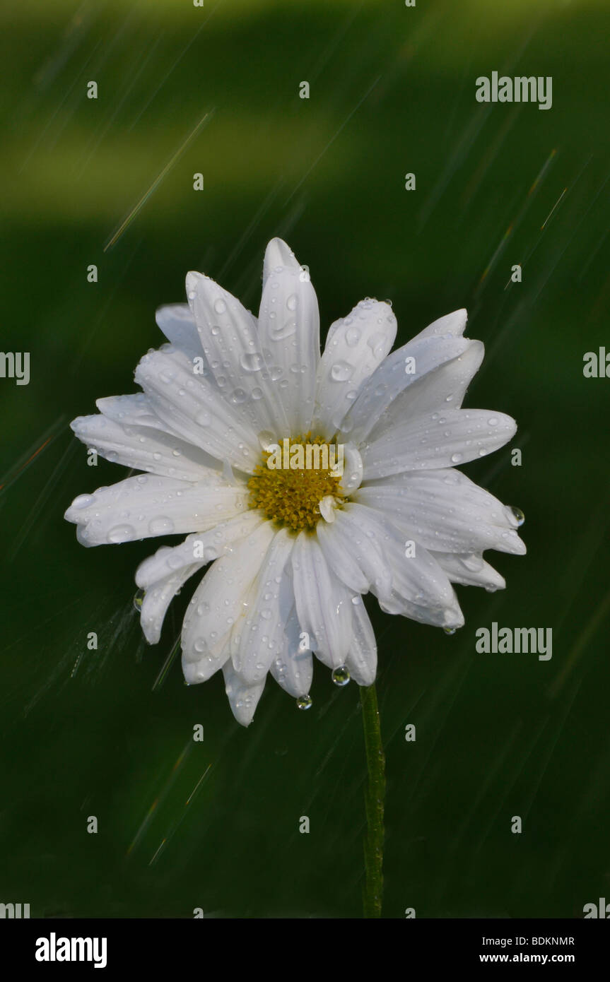 A wet Daisy Stock Photo - Alamy
