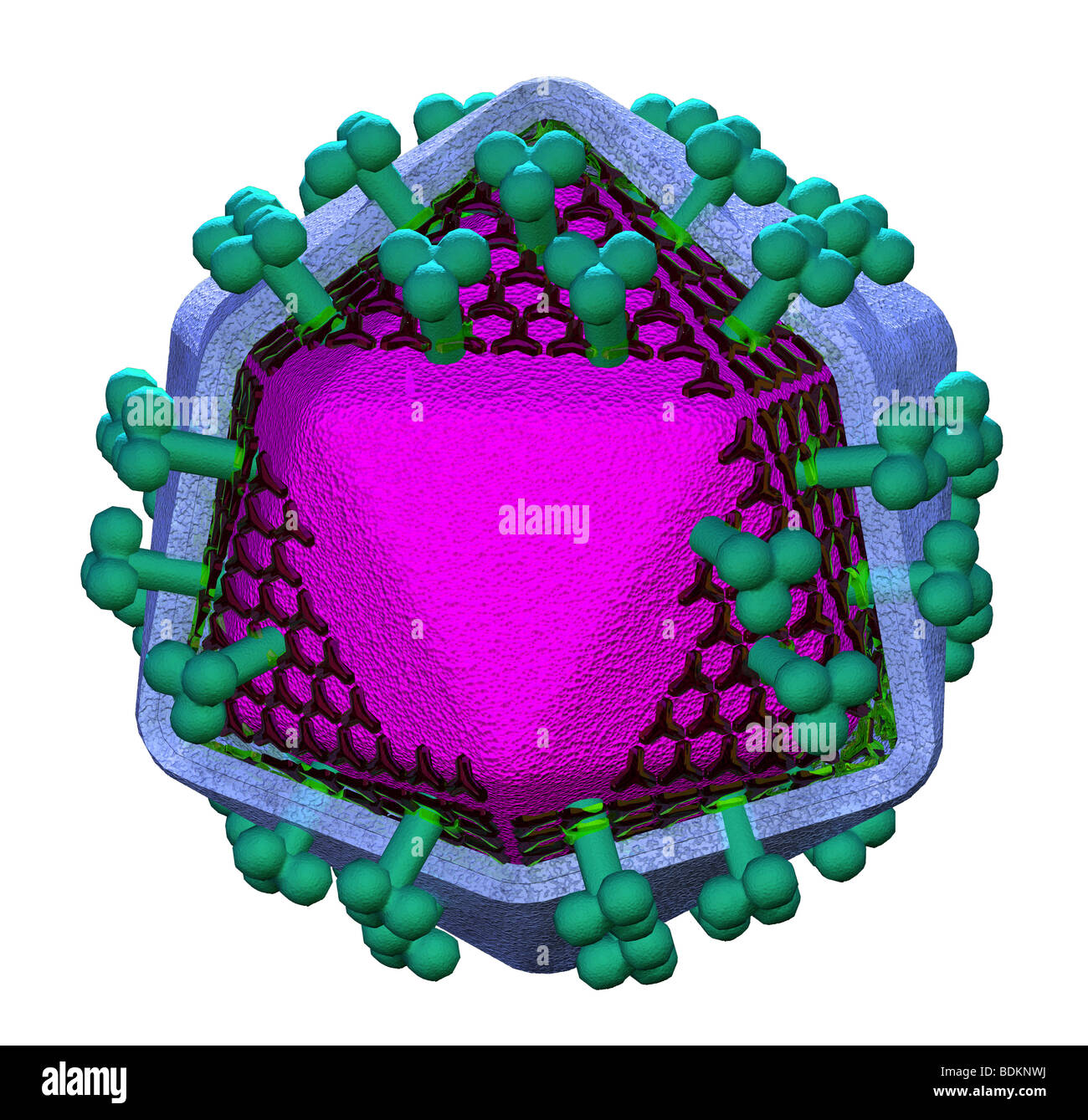 Human Immunodeficiency Virus Structure Human Immunodeficiency Virus Structure