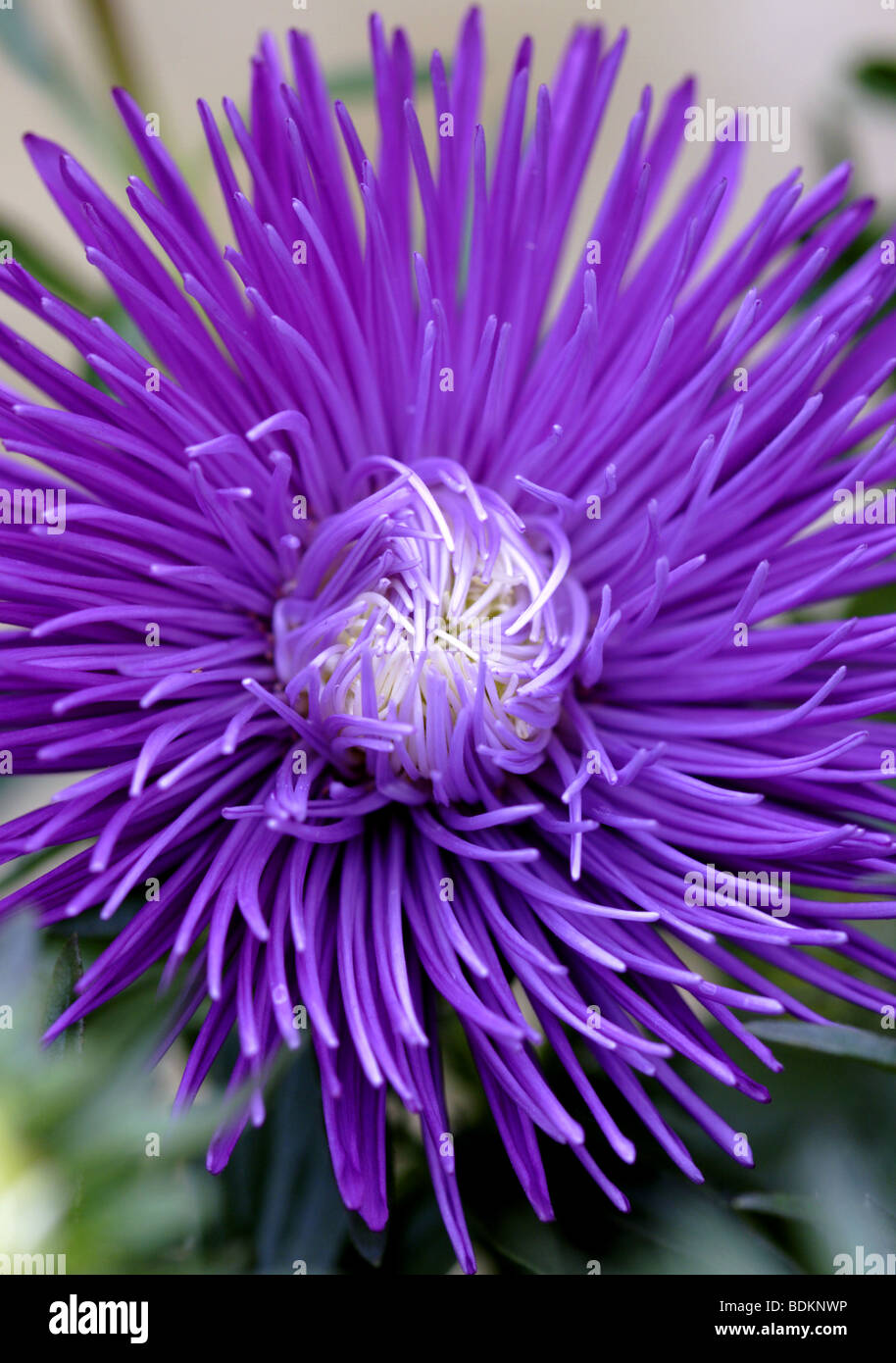 Aster Purple Star Stock Photo - Alamy