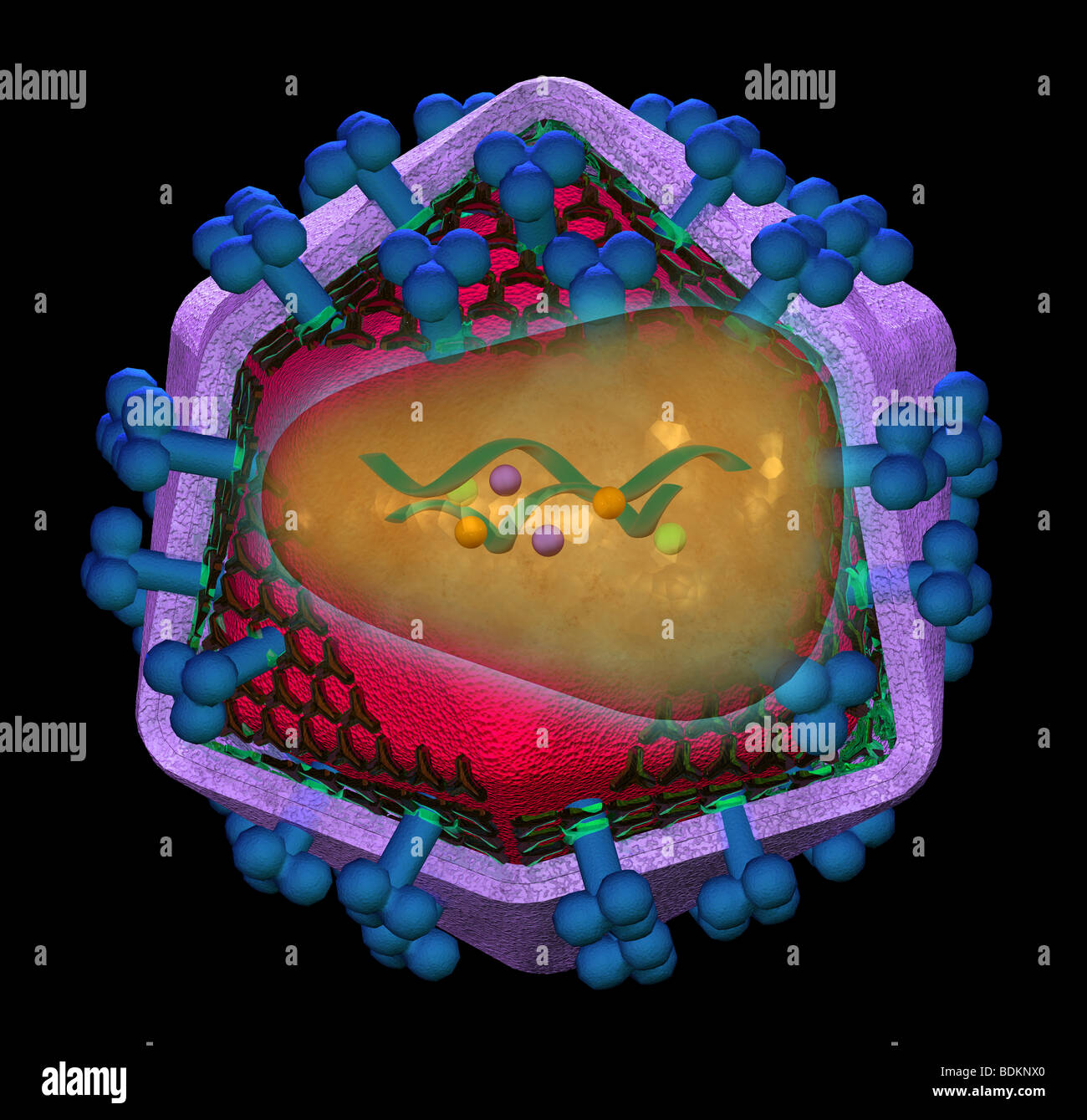 Human Immunodeficiency Virus Structure Human Immunodeficiency Virus Structure