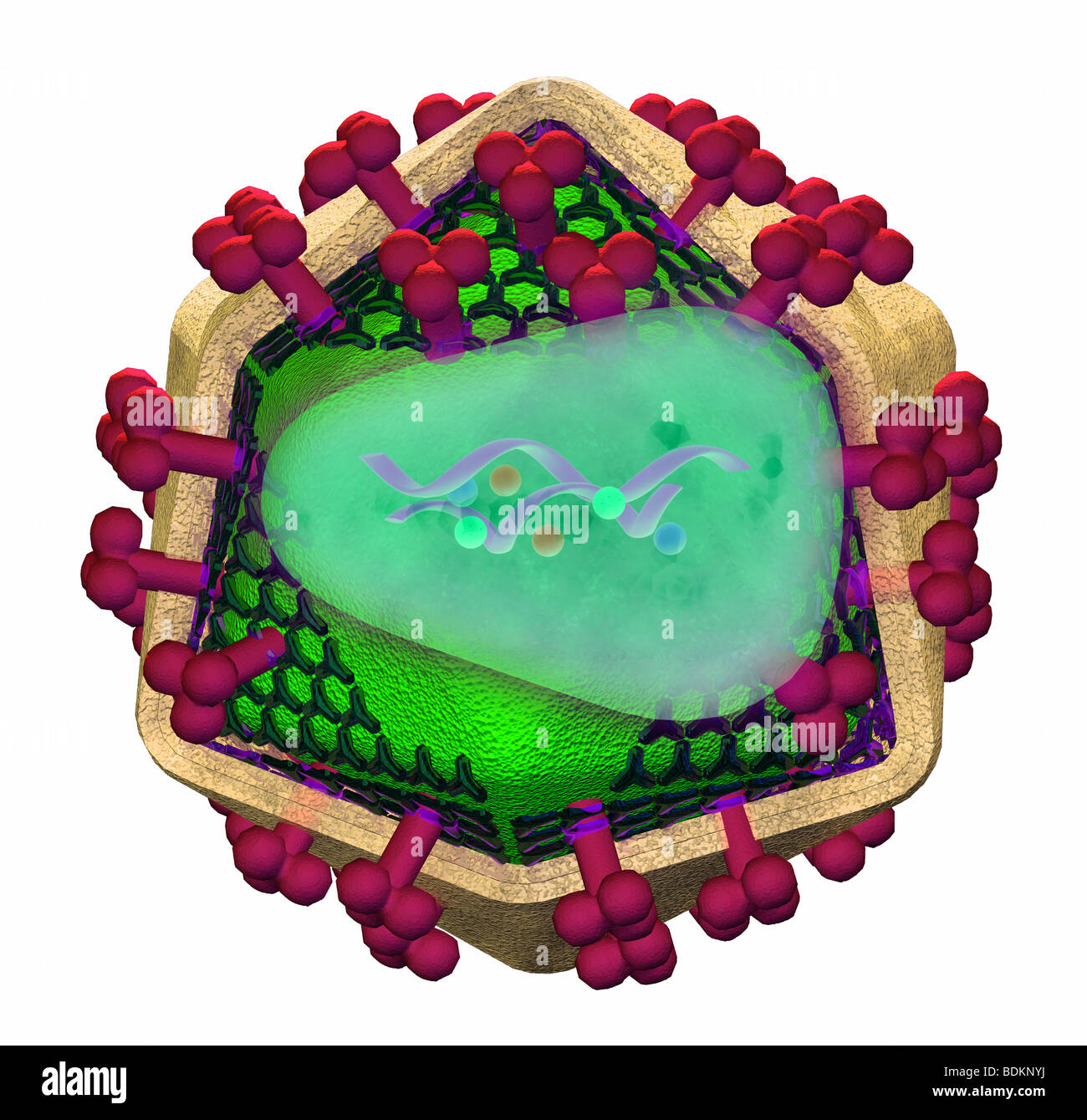 illustration of the structure of HIV (human immunodeficiency virus Stock Photo - Alamy