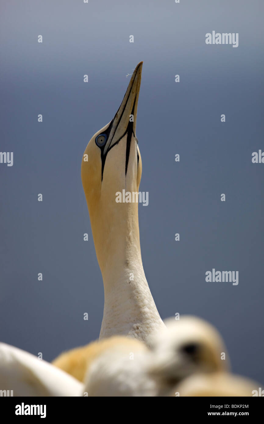 Gannet plumage hi-res stock photography and images - Alamy