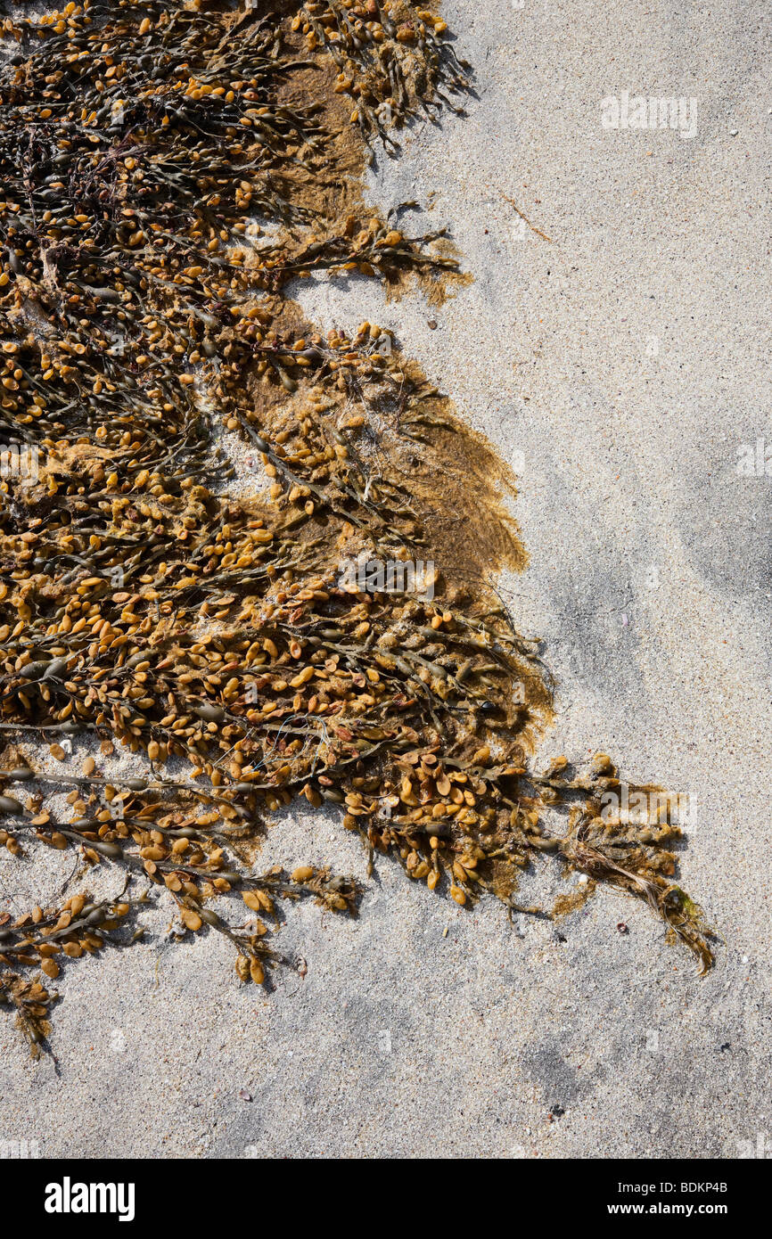 Bladder wrack on a sand beach Stock Photo - Alamy