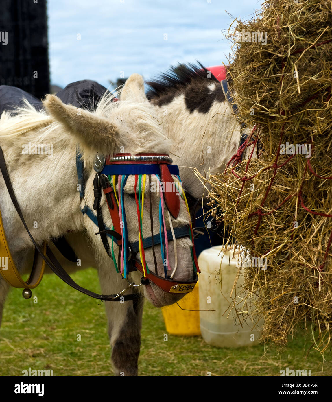 Donkey eating hi-res stock photography and images - Alamy