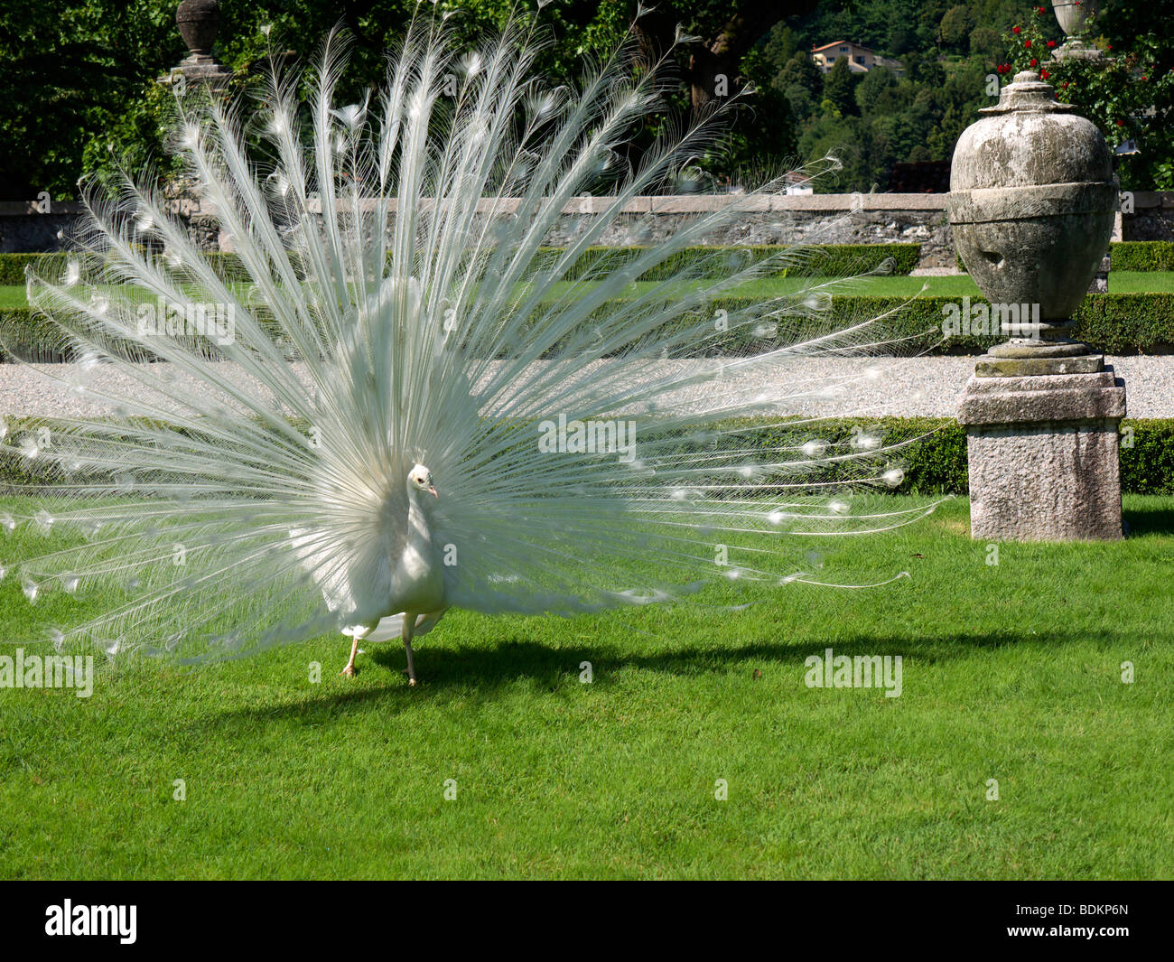 Famous White peacocks at Isola Bella-Palazzo and Gardens in Lake ...