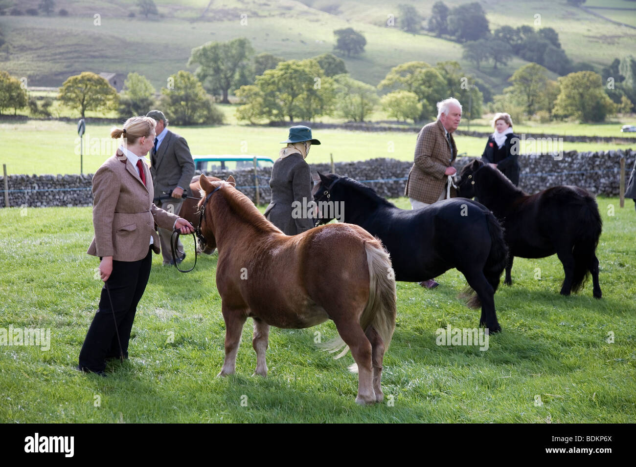 Livestock Judging Horses at Edward Diaz blog