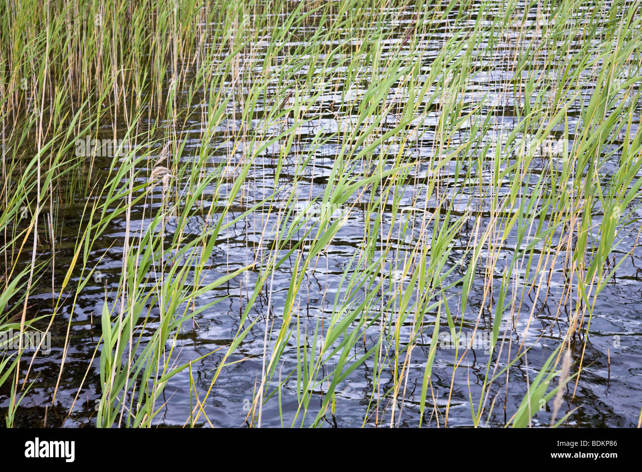 Water pond reeds in hi-res stock photography and images - Alamy