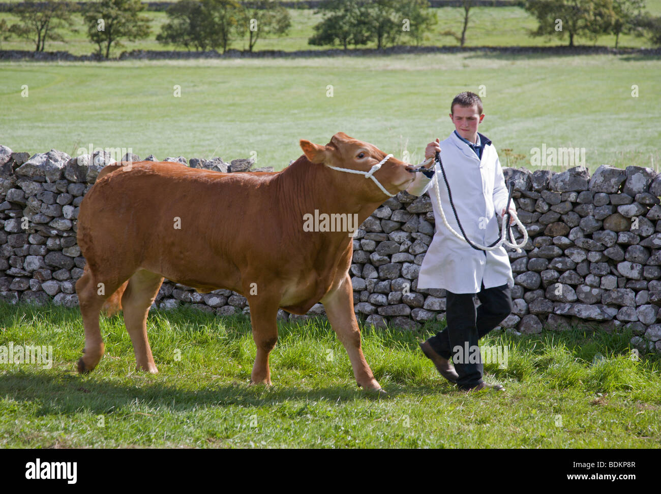 Limousine cattle uk hi-res stock photography and images - Alamy