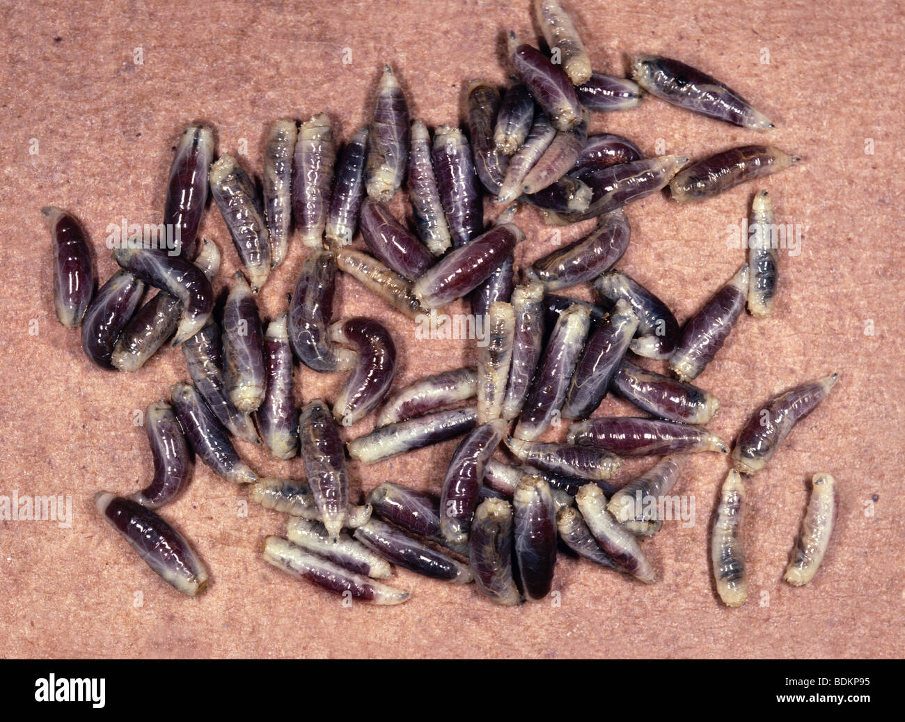 fly larvae, maggots Stock Photo - Alamy