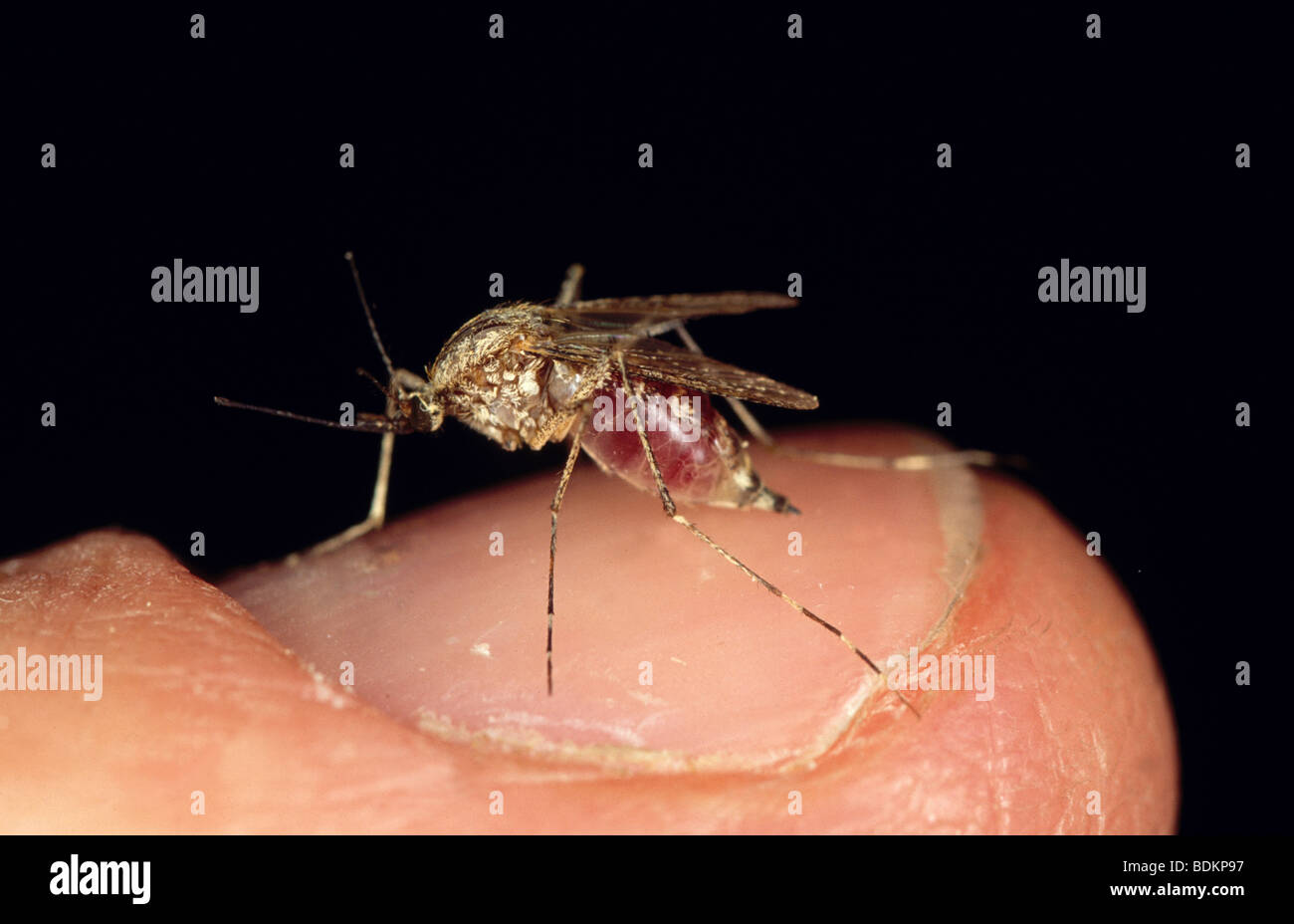 Blood engorged hi-res stock photography and images - Alamy