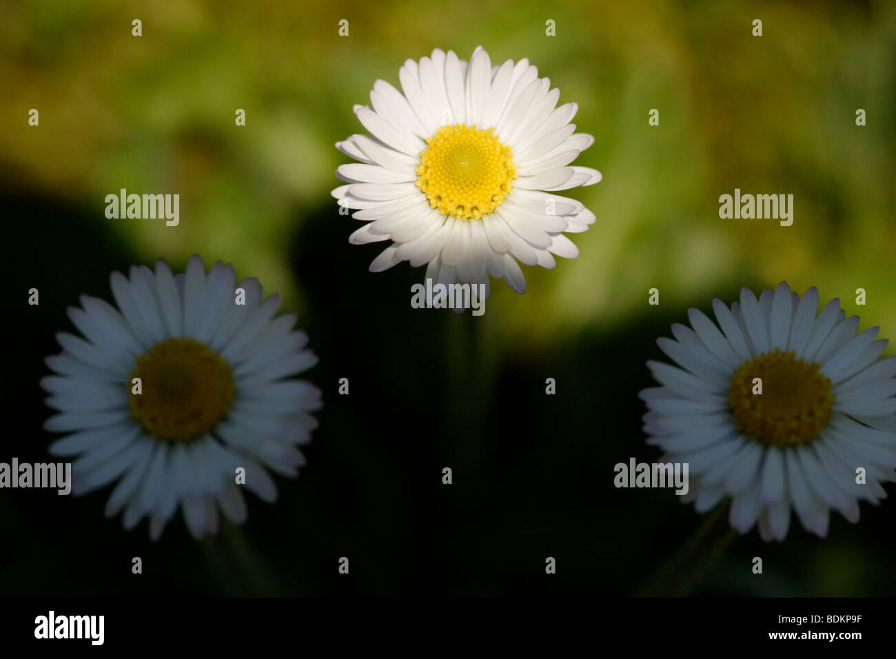 Common daisies (Bellis perennis) single flower highlighted by sunlight ...