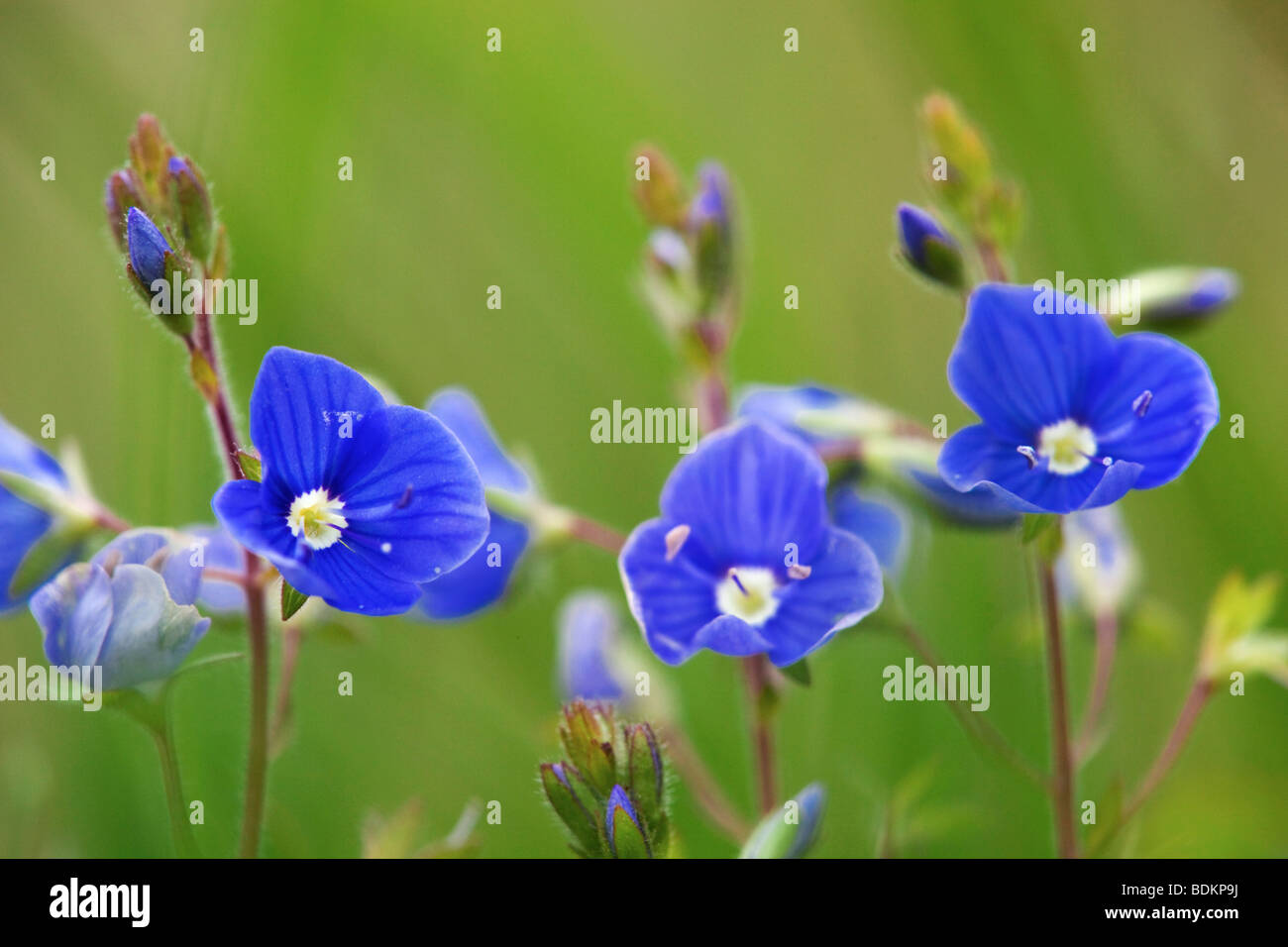 germander speedwell; Veronica chamaedrys Stock Photo - Alamy