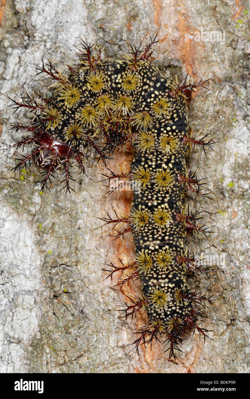 Buck moth caterpillars, a species with poisonous spines Stock Photo - Alamy