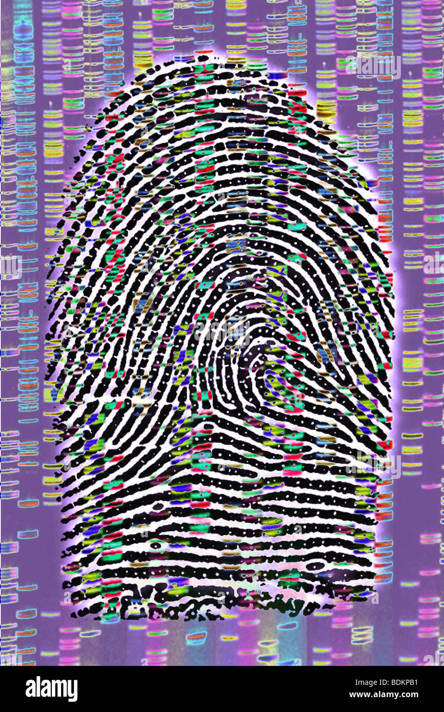 human fingerprint and DNA electrophoretic gel Stock Photo - Alamy
