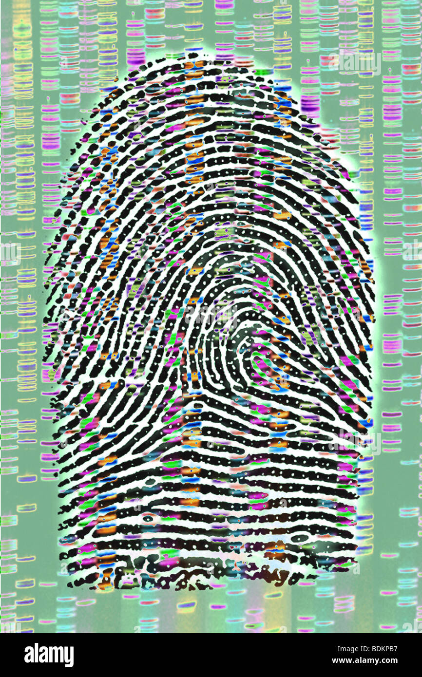 human fingerprint and DNA electrophoretic gel Stock Photo - Alamy