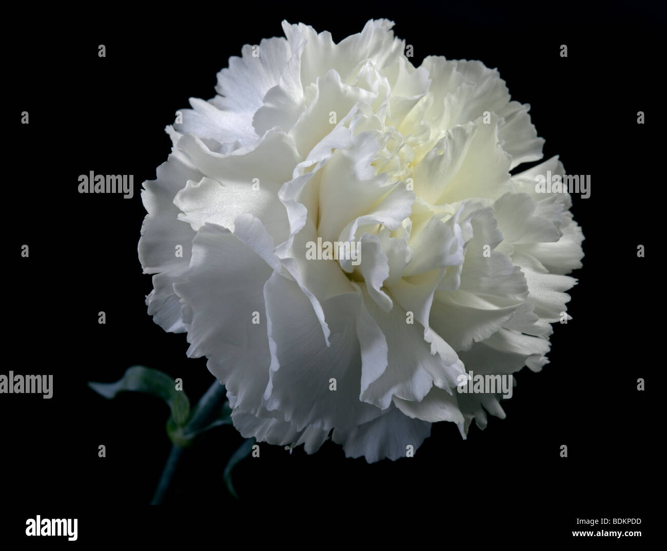 White carnation hi-res stock photography and images - Alamy