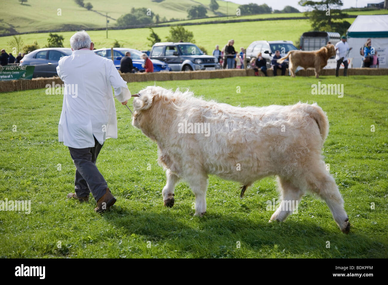 Highland Cattle Bull being paraded around the show ring at the Malham ...
