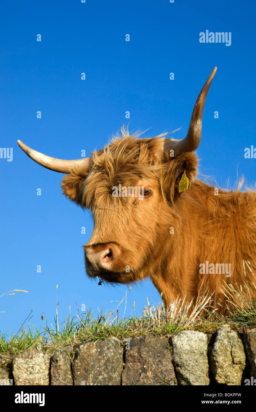 highland cow looking over wall Stock Photo - Alamy