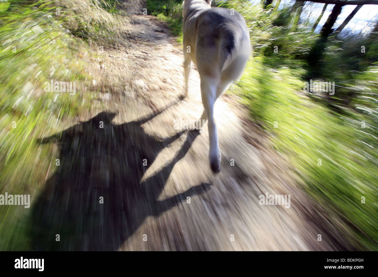 fast dog walking on rural path countryside Stock Photo - Alamy