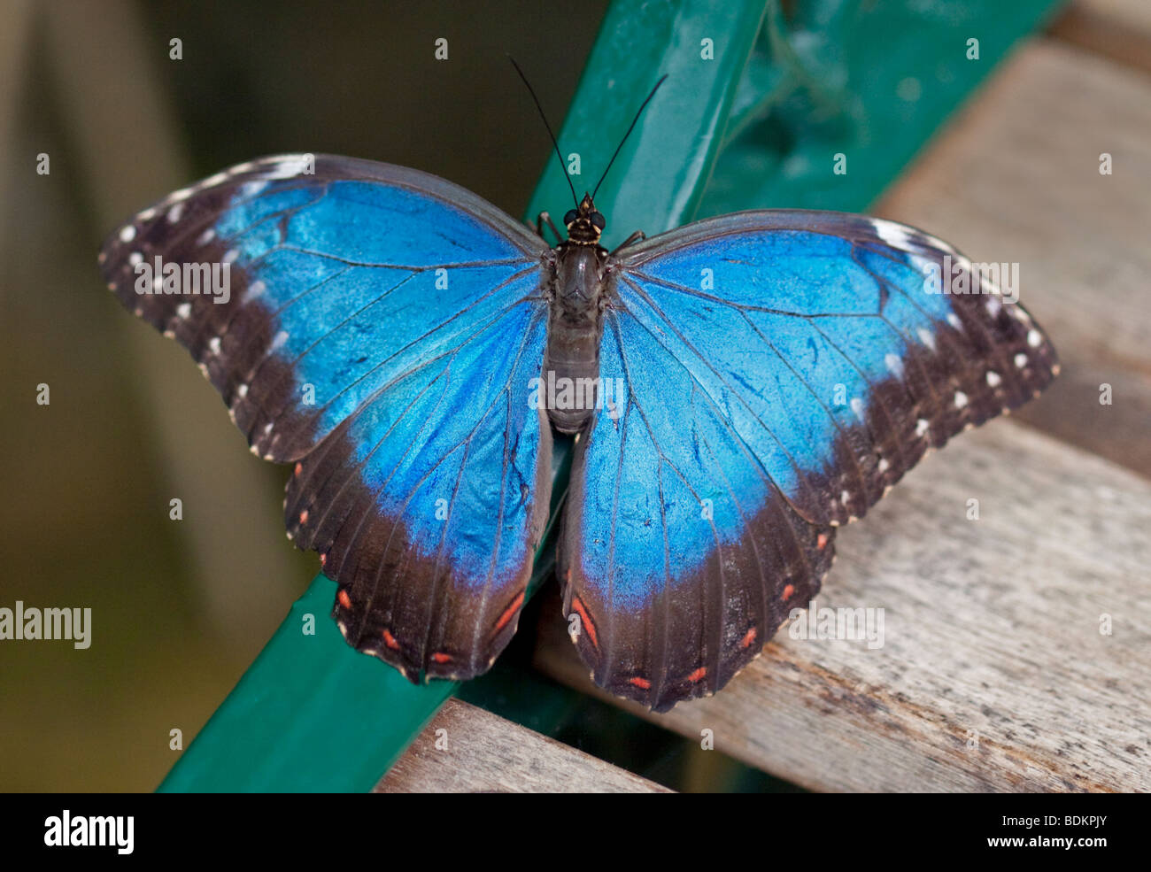 Blue Morpho Butterfly (peleides blue morpho Stock Photo - Alamy