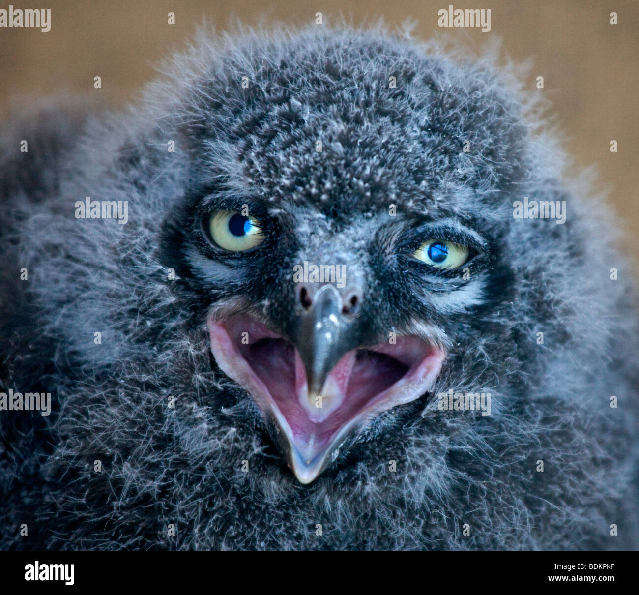 Snowy Owl Chick (buba scandiacus Stock Photo - Alamy