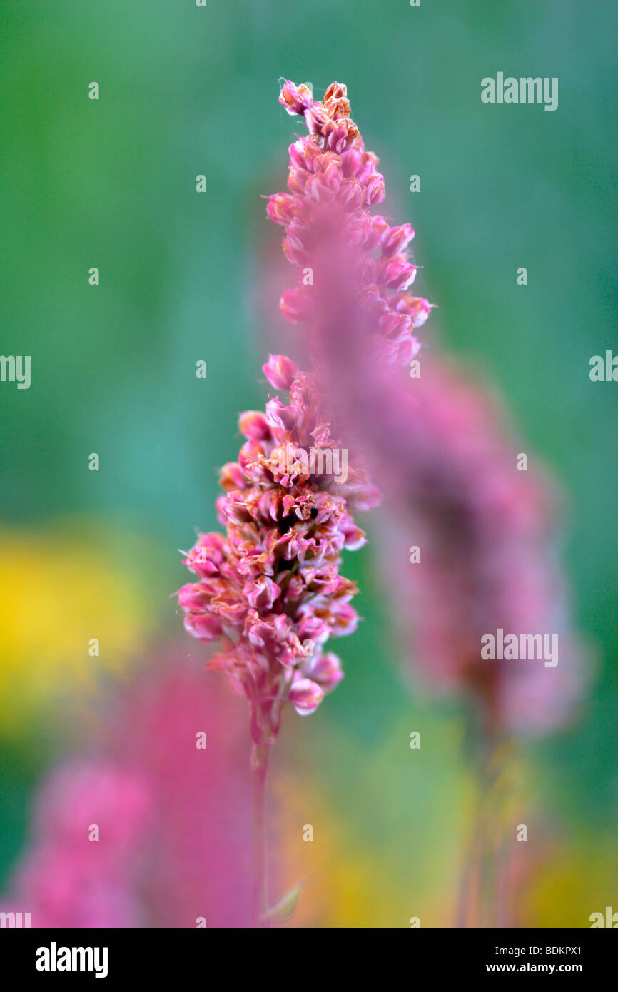 Persicaria affinis hi-res stock photography and images - Alamy
