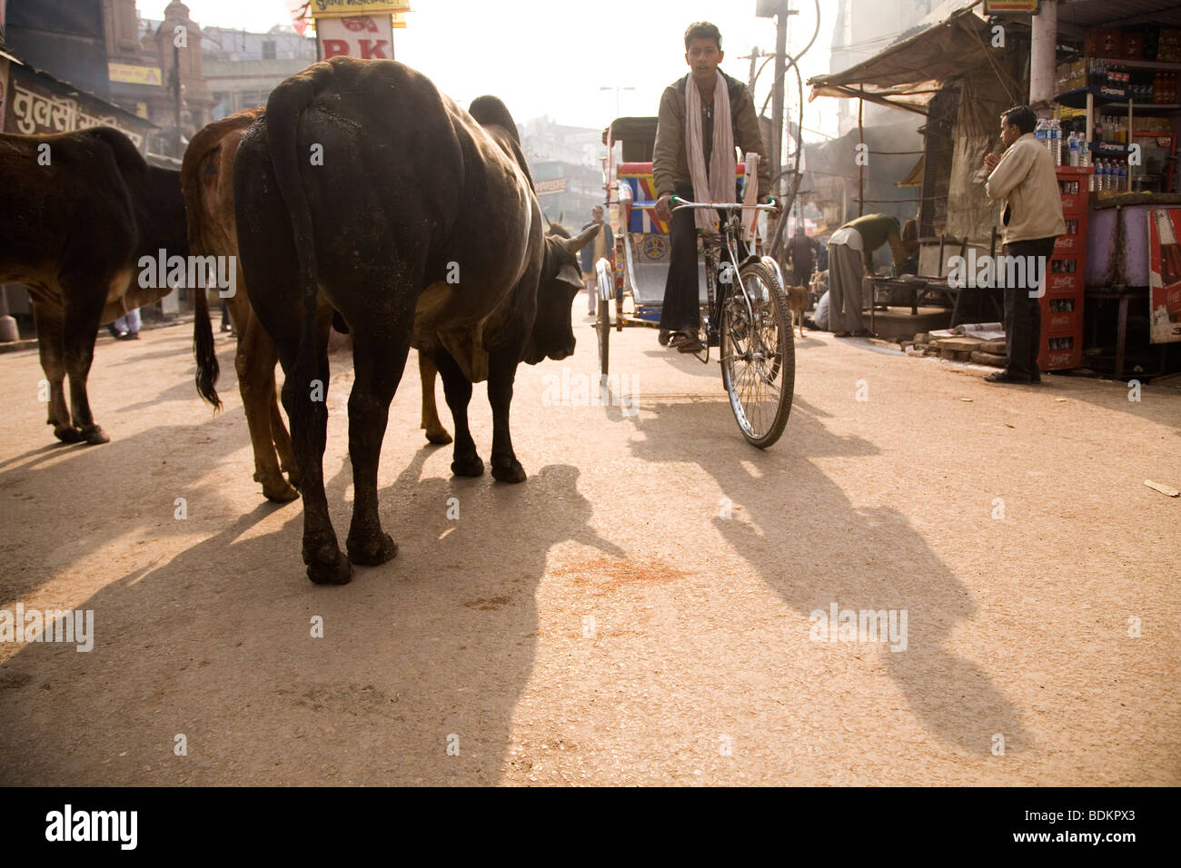 Indian man with cows hi-res stock photography and images - Alamy