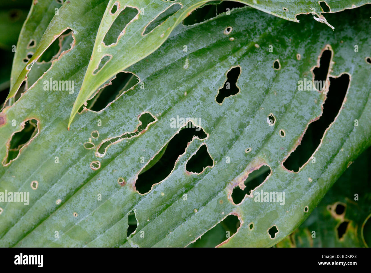 Slug or snail damaged hosta leaf, England, UK Stock Photo - Alamy