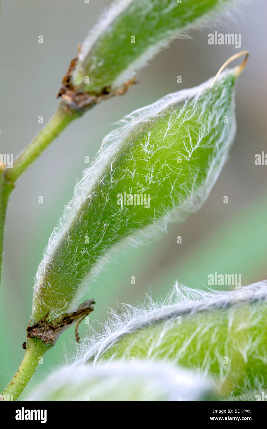 Lupinus - lupin seed pod close up, England, UK Stock Photo - Alamy