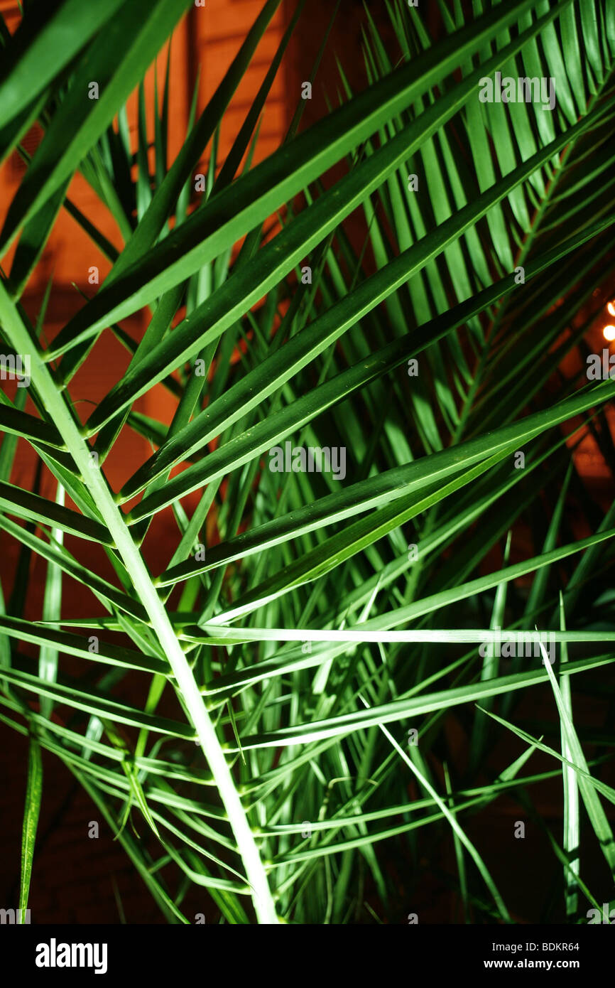 Palm tree spotlight night hi-res stock photography and images - Alamy