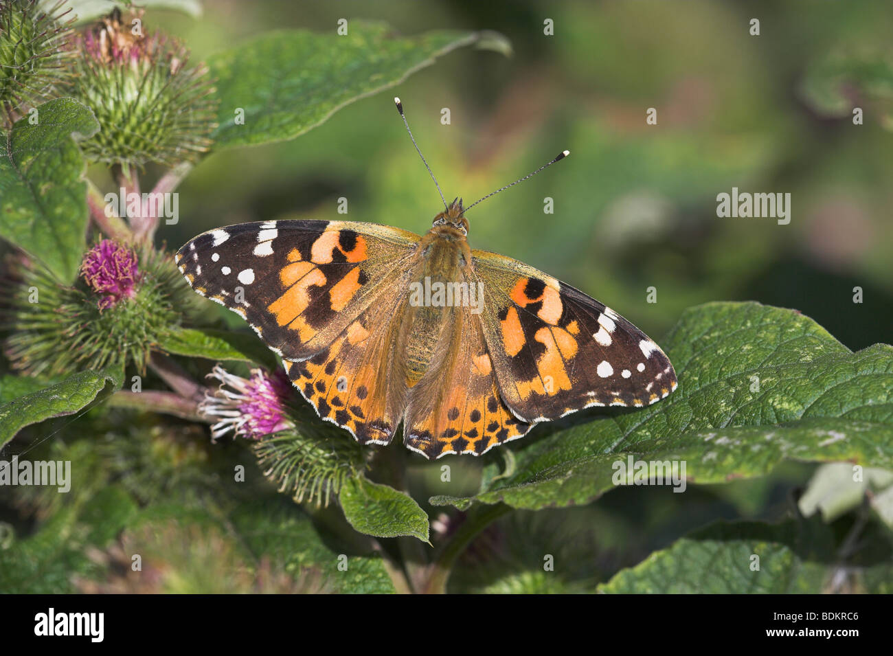 Arctium sp hi-res stock photography and images - Alamy